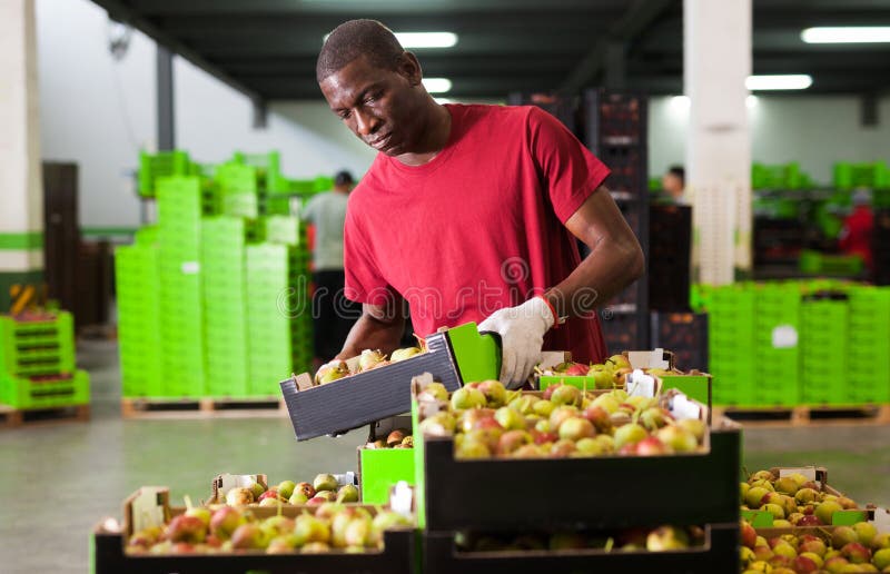 Worker Stacking Boxes with Pears Stock Photo - Image of facility ...