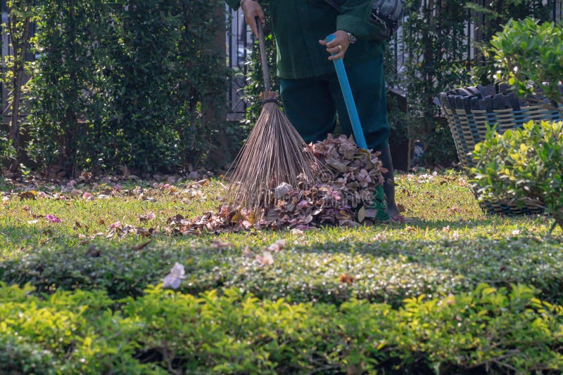 Worker Sweeps Dry Bamboo Leafs in the Garden. Stock Photo - Image of ... Worker Sweeps Dry Bamboo Leafs in the Garden. Stock Photo - Image of ...