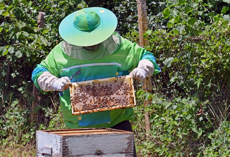 Beekeeper Working on a Bee Hive Stock Photo - Image of worker, nature ...