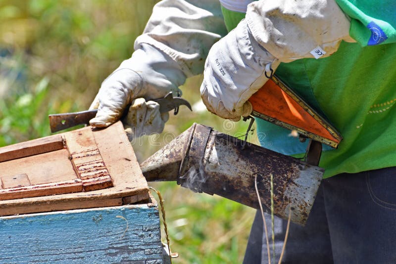 Beekeeper Working on a Bee Hive Stock Photo - Image of honey ...