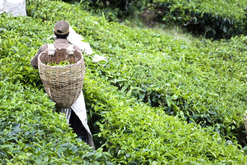 Worker on tea plantation editorial photography. Image of agriculture ...
