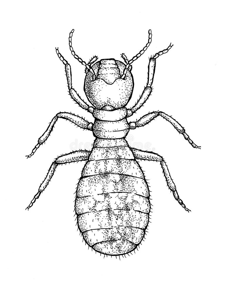 Termite Drawing Stock Illustrations – 1,502 Termite Drawing Stock ...