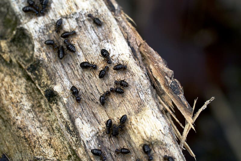Worker termites on wood stock photo. Image of nest, animal - 324685424