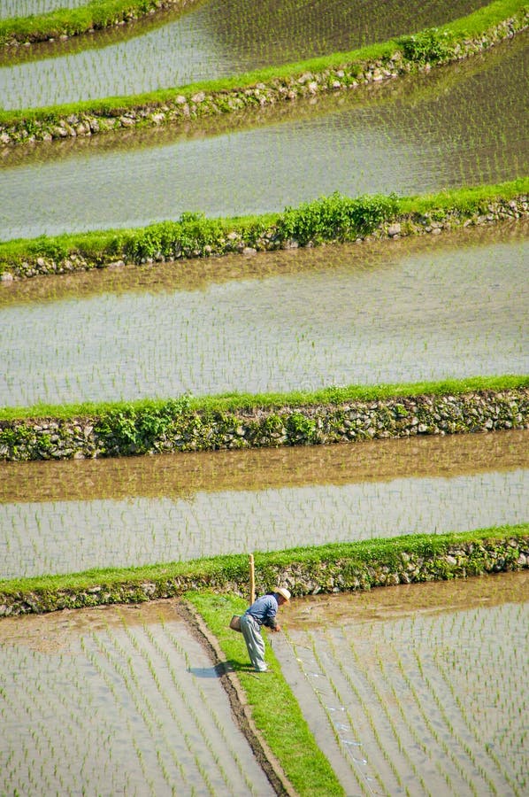 Worker in Terraced Rice Fields in Japan Stock Photo - Image of green ...