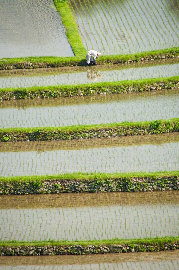 Worker in Terraced Rice Fields in Japan Stock Image - Image of curve ...
