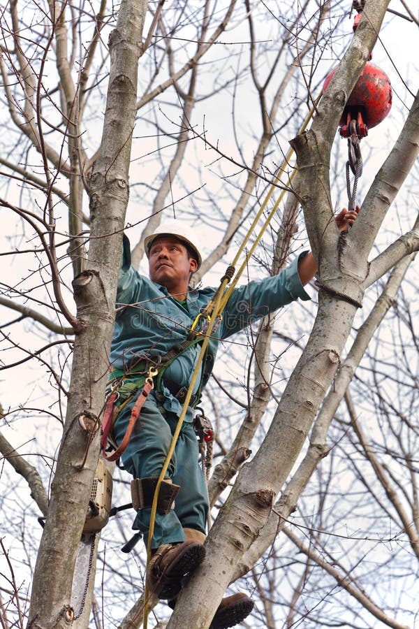 Worker with Chainsaw Cutting a Tree Stock Photo - Image of limbs, rope ...