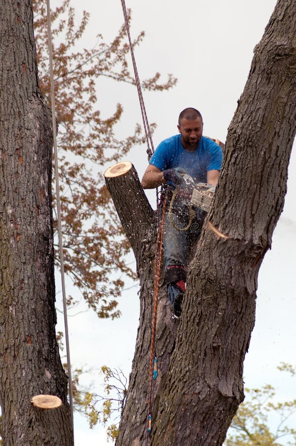 Worker in a Tree with Chainsaw Stock Image - Image of removal, felling ...