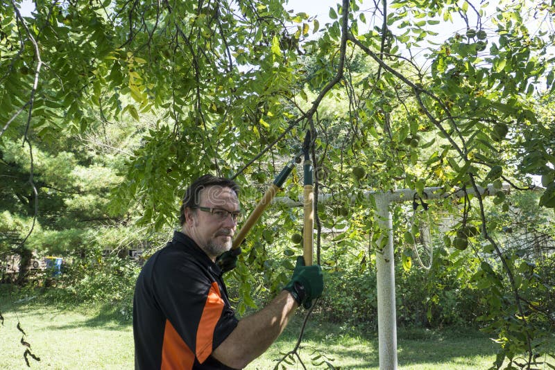 Worker Trimming Low Lying Walnut Tree Limbs Stock Image - Image of ...