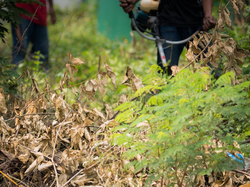 Worker Use Lawn Mower Cutting the Tree Up Stock Photo - Image of field ...