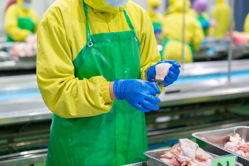 Worker Use Razor Remove Chicken Feather Stock Image - Image of ...