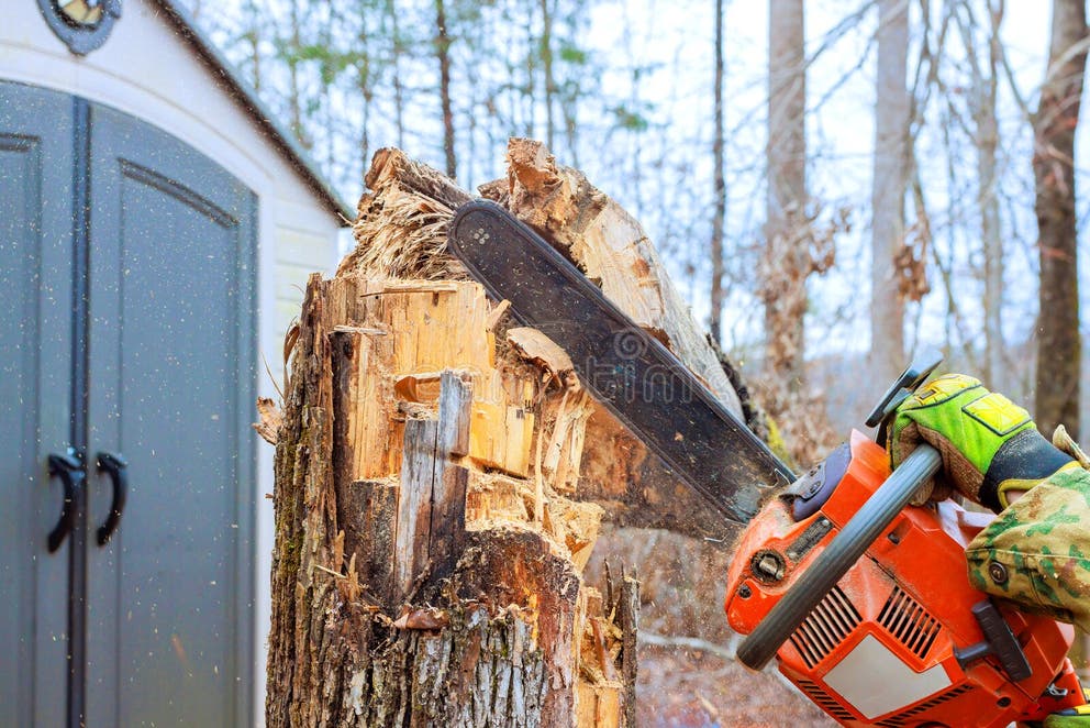 Cutting Down a Tree with a Chainsaw in a Forest during Winter, Showing ...