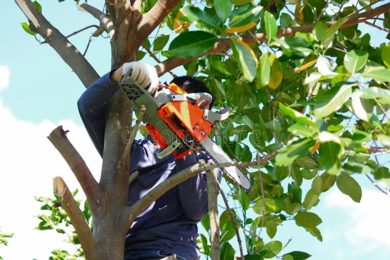 Worker Using Chainsaw Cut Big Tree Stock Image - Image of sawdust ...