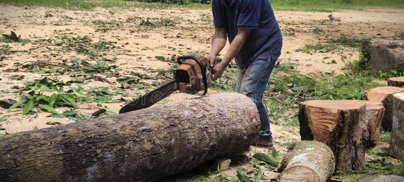 Worker Using Chainsaw To Cut Large Tree Trunk in Outdoor Logging Area ...