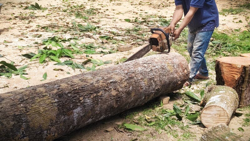 Men Using a Chainsaw To Clear Tree Limbs Near Electrical Wires in ...