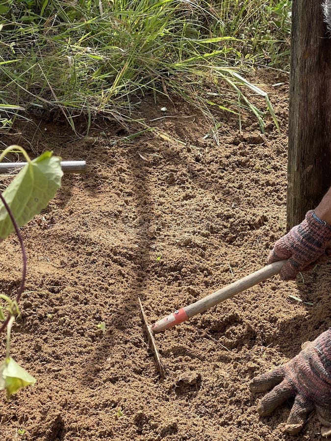 Worker Using a Rake for Soil Cultivation in a Rural Field Stock Image ...