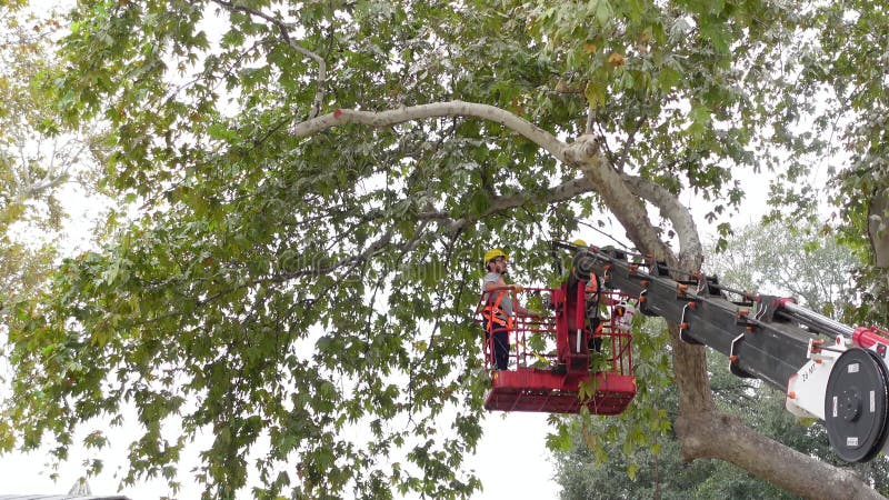 Tree Maintenance Worker in Cherry Picker Prunes Branches for Tree ...