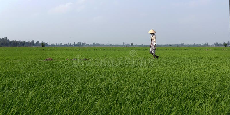 Worker Walking in Rice Field Editorial Photo - Image of landscape ...