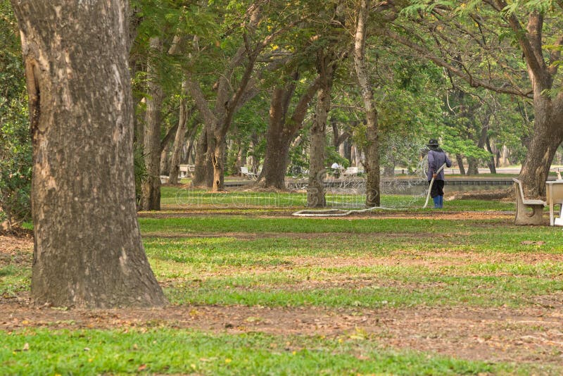 Worker Watering Plants, Big Trees in the Park Stock Photo - Image of ...