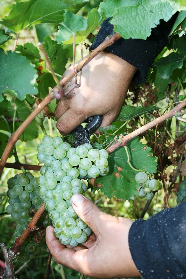 Worker who cut a grape stock photo. Image of cabernet - 56212774