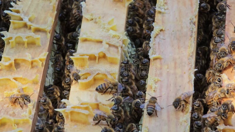 Workers Bees Processes Pollen and Pumps Honey Comb. Apiary Stock ...