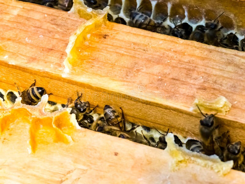 Workers Bees Processes Pollen and Pumps Honey Comb. Apiary Stock Photo ...