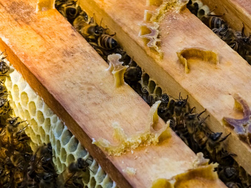 Workers Bees Processes Pollen and Pumps Honey Comb. Apiary Stock Image ...