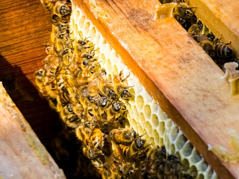 Workers Bees Processes Pollen and Pumps Honey Comb. Apiary Stock Image ...