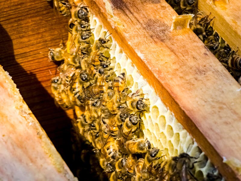 Workers Bees Processes Pollen and Pumps Honey Comb. Apiary Stock Photo ...