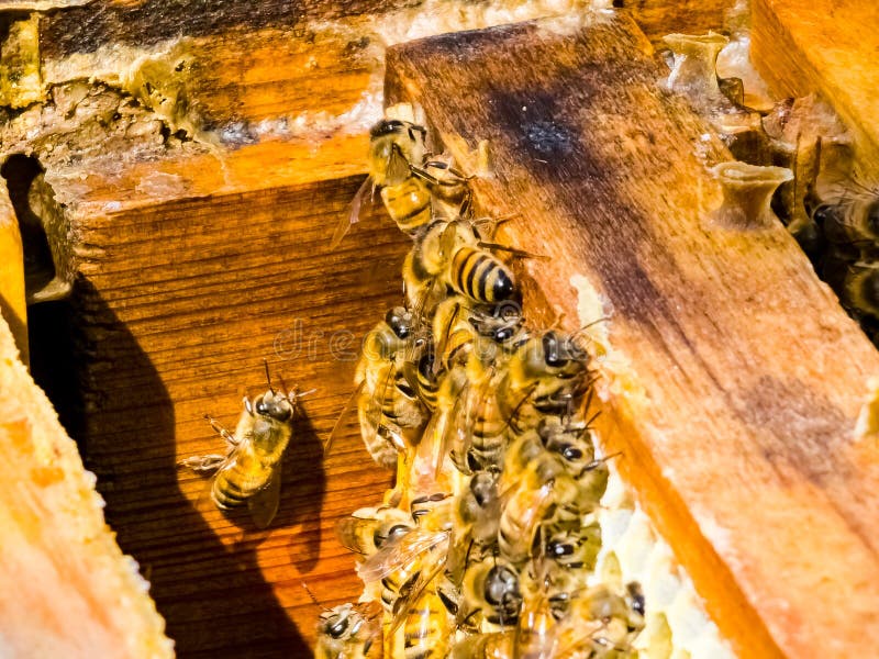 Workers Bees Processes Pollen and Pumps Honey Comb. Apiary Stock Photo ...