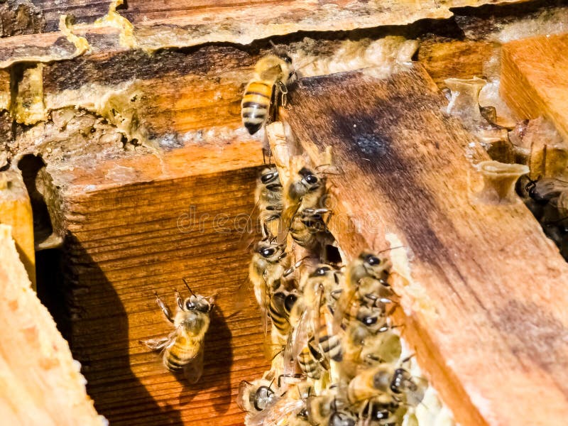 Workers Bees Processes Pollen and Pumps Honey Comb. Apiary Stock Image ...
