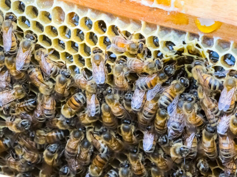 Workers Bees Processes Pollen and Pumps Honey Comb. Apiary Stock Photo ...