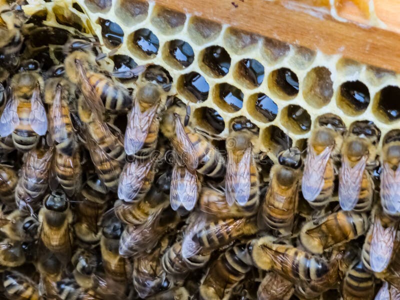 Workers Bees Processes Pollen and Pumps Honey Comb. Apiary Stock Image ...