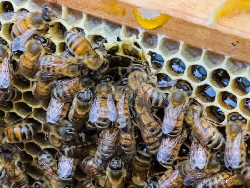 Workers Bees Processes Pollen and Pumps Honey Comb. Apiary Stock Image ...