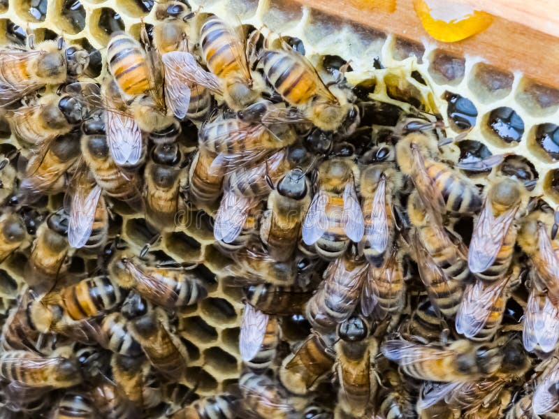 Workers Bees Processes Pollen and Pumps Honey Comb. Apiary Stock Image ...