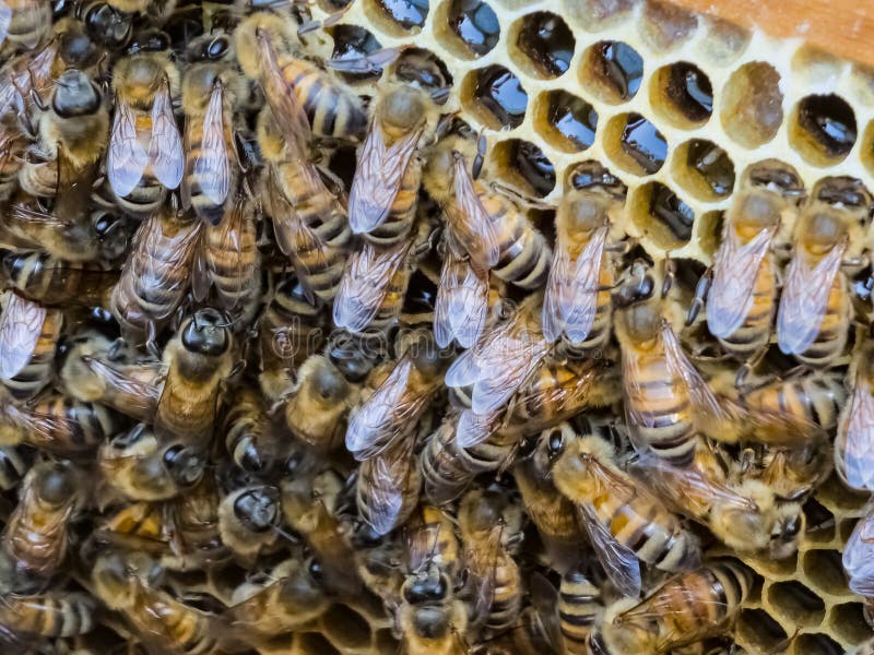 Workers Bees Processes Pollen and Pumps Honey Comb. Apiary Stock Photo ...