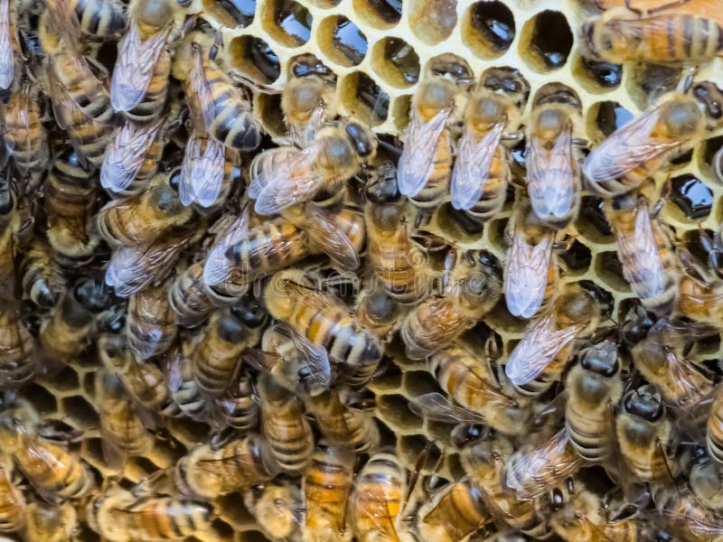 Workers Bees Processes Pollen and Pumps Honey Comb. Apiary Stock Image ...