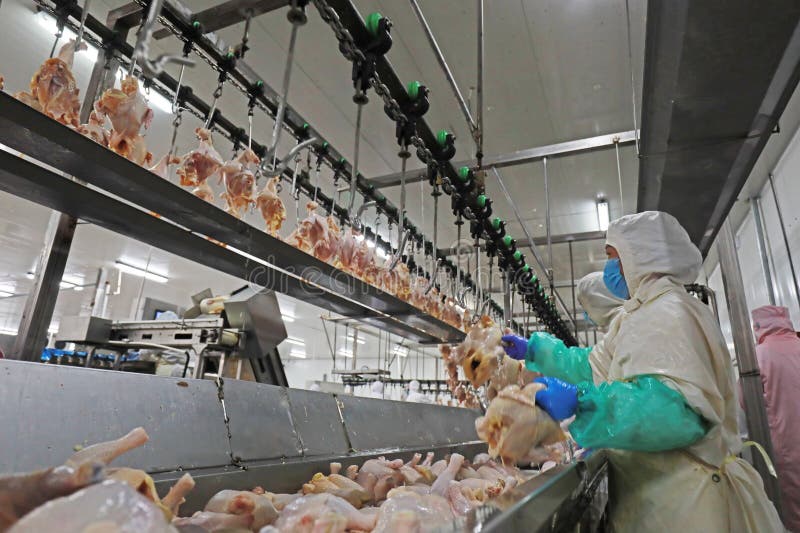 Workers are Busy on the Broiler Processing Line, Luannan County, Hebei ...