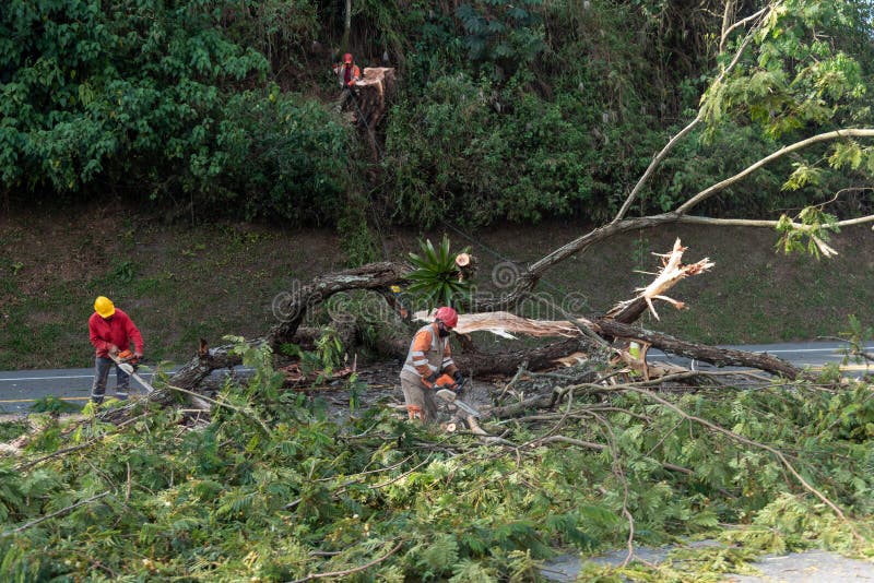 Workers with Chainsaw Cutting a Tree on a Colombian Highway Editorial ...