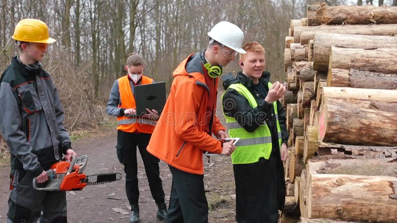 Workers Check Quality Wood in Logging. Communication Manager Employee ...
