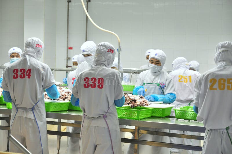 Workers are Classifying Octopus for Exporting in a Seafood Processing ...
