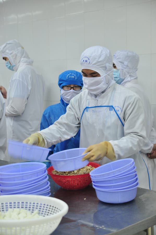 Workers are Classifying Octopus for Exporting in a Seafood Processing ...