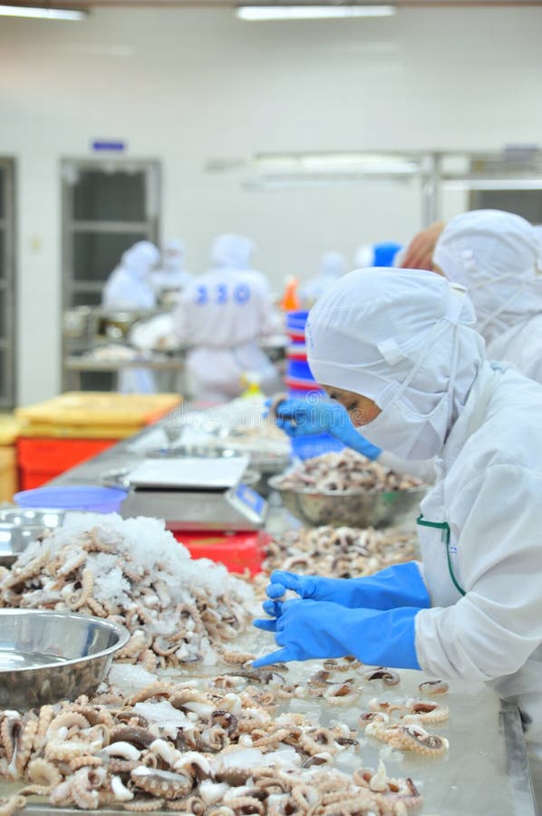 Workers are Classifying Octopus for Exporting in a Seafood Processing ...
