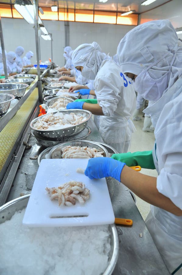Workers are Classifying Octopus for Exporting in a Seafood Processing ...