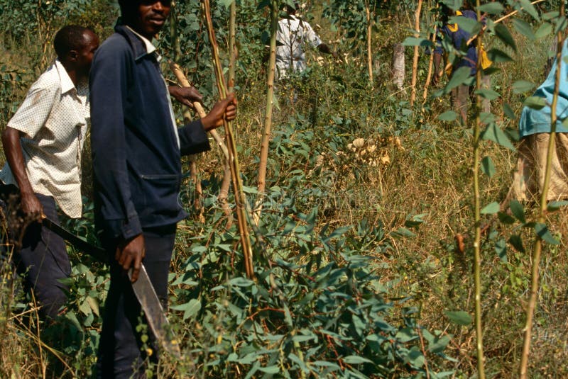 Deforestation Rwanda Stock Photos - Free & Royalty-Free Stock Photos ...