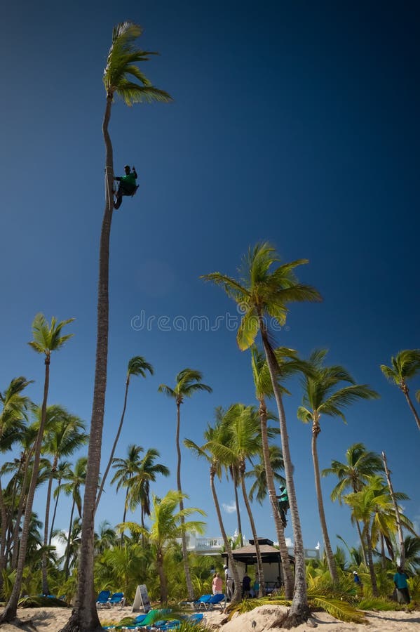 Workers Climbing High Up a Palm Tree Editorial Photo - Image of coconut ...