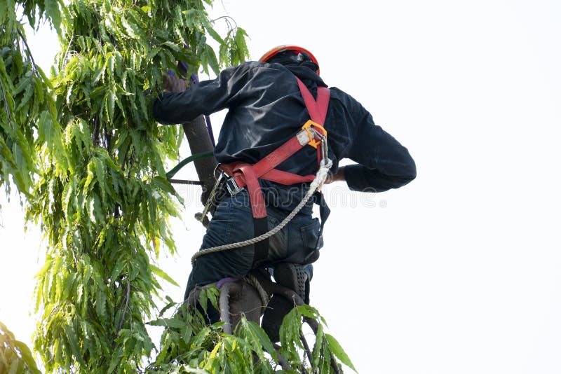 Workers climbing trees stock photo. Image of machine - 143356522