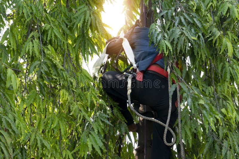 Man Workers climbing trees stock photo. Image of lumberjack - 143357070