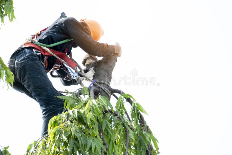 Workers climbing trees stock image. Image of pruning - 143355723