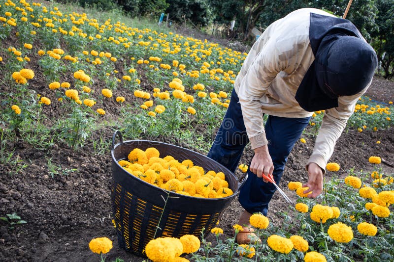 Workers Collect Marigold Flowers Stock Photo - Image of farming, leaves ...