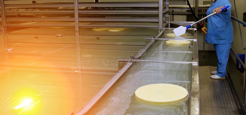 Workers Conduct Cheese Processing in a Dairy Facility, Ensuring Quality ...